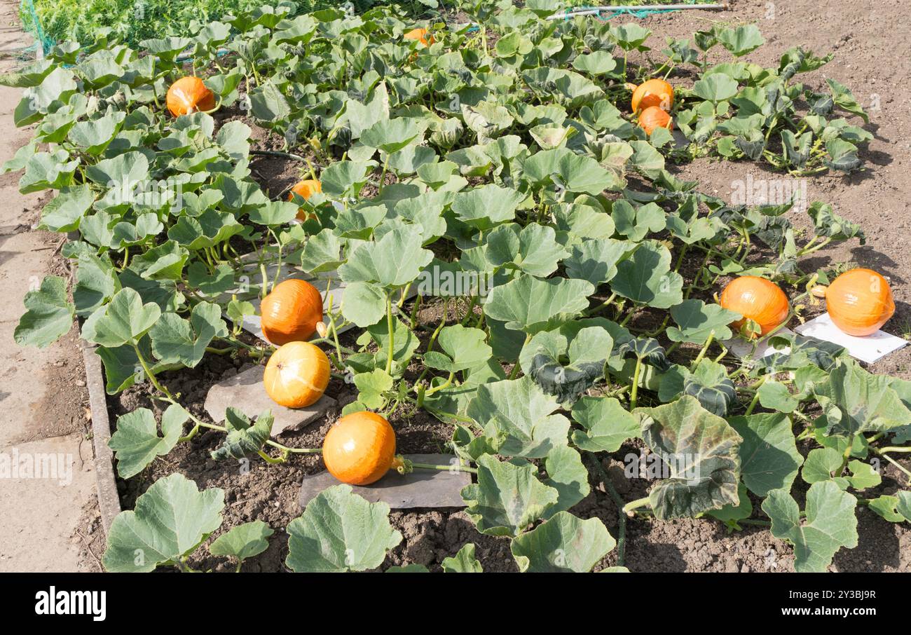 Japanese red Uchiki Kuri squash ripening in an allotment garden ...
