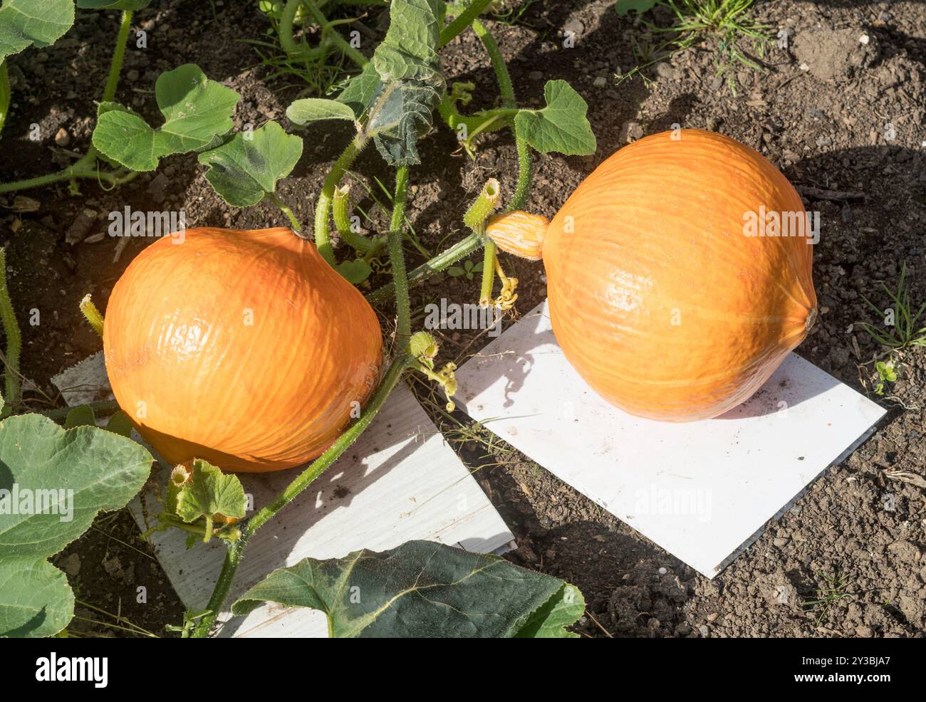Japanese red Uchiki Kuri squash ripening in an allotment garden ...