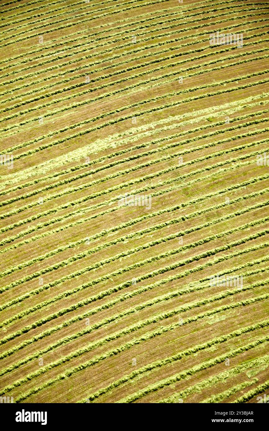 Aerial image of freshly mowed farmland shown in parallel green rows ...