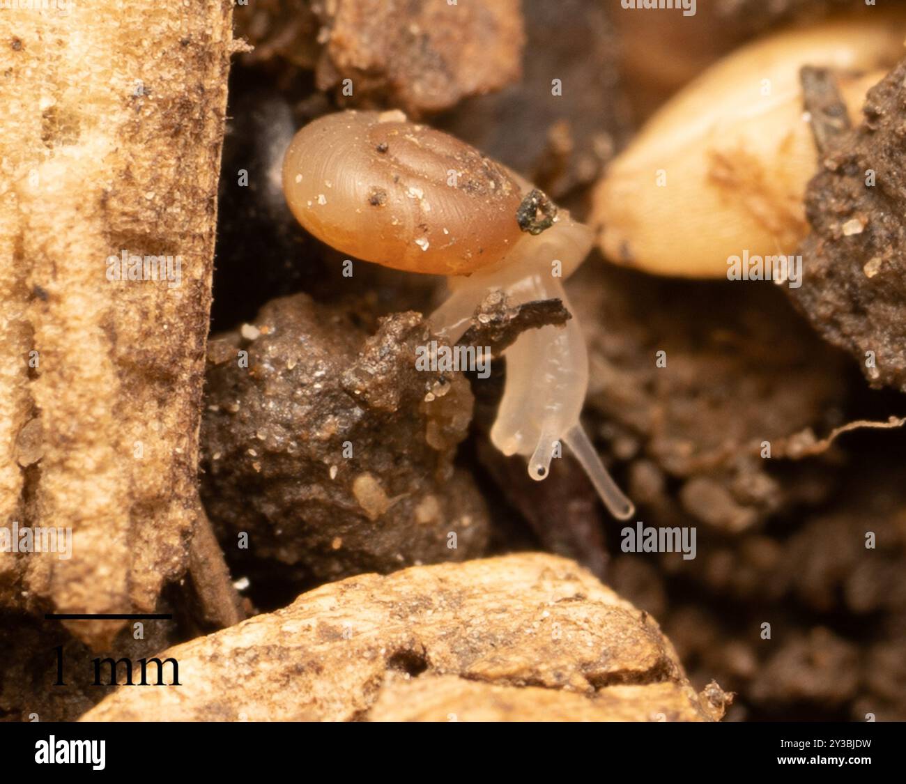 Grass-snails (Vallonia) Mollusca Stock Photo - Alamy