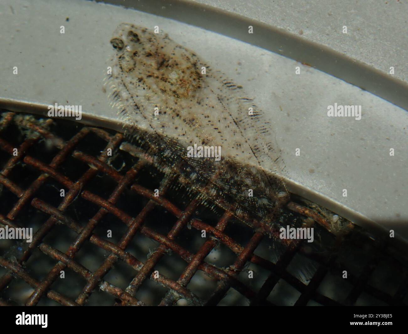 Righteye Flounders (Pleuronectidae) Actinopterygii Stock Photo - Alamy