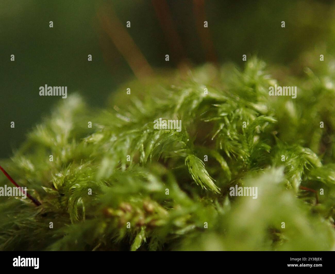 Cat's Tail Moss (Pseudisothecium stoloniferum) Plantae Stock Photo - Alamy
