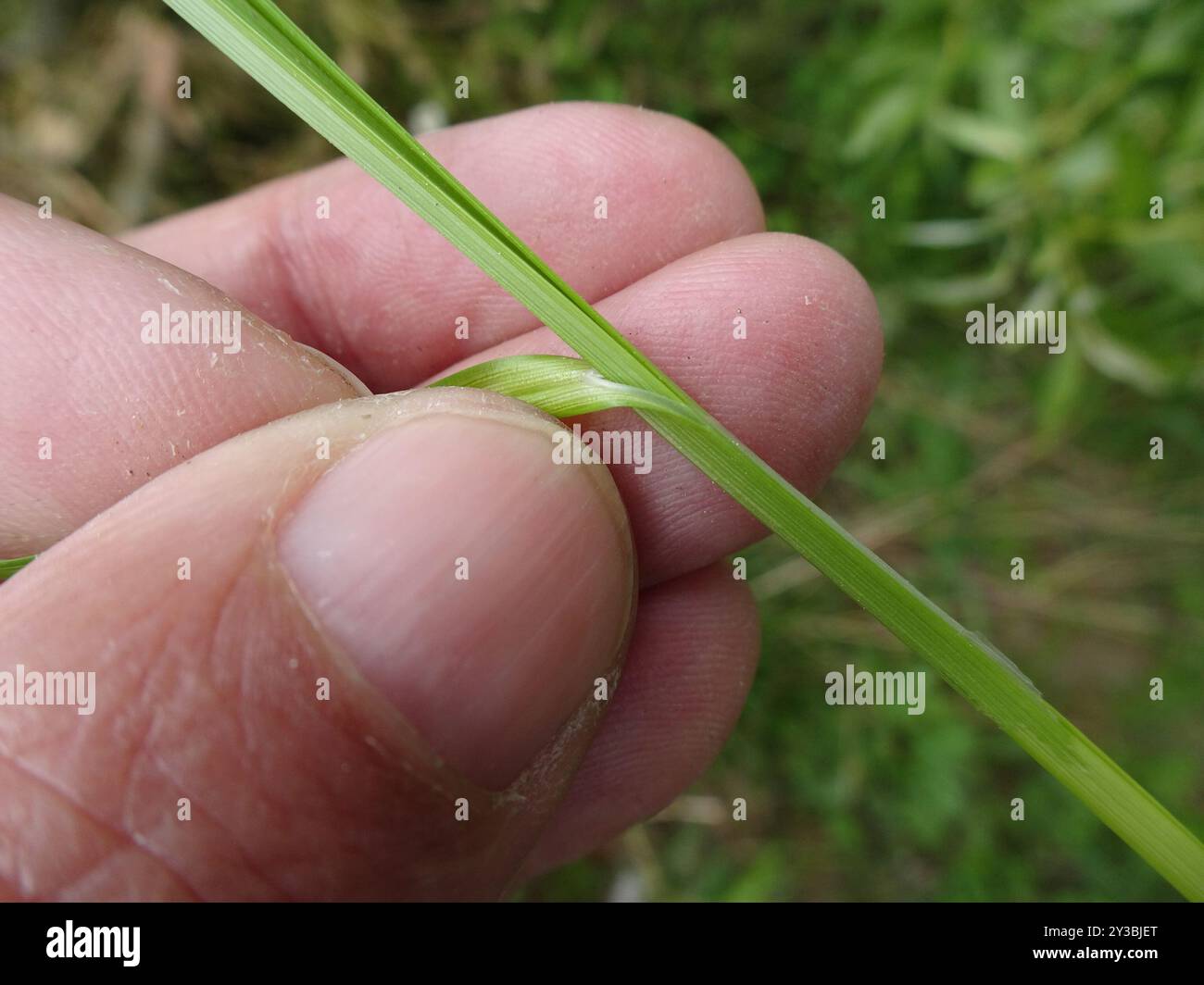 Spiked Sedge (Carex spicata) Plantae Stock Photo - Alamy