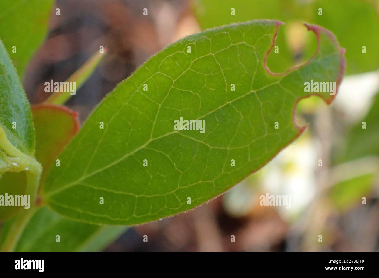 dwarf huckleberry (Gaylussacia dumosa) Plantae Stock Photo - Alamy