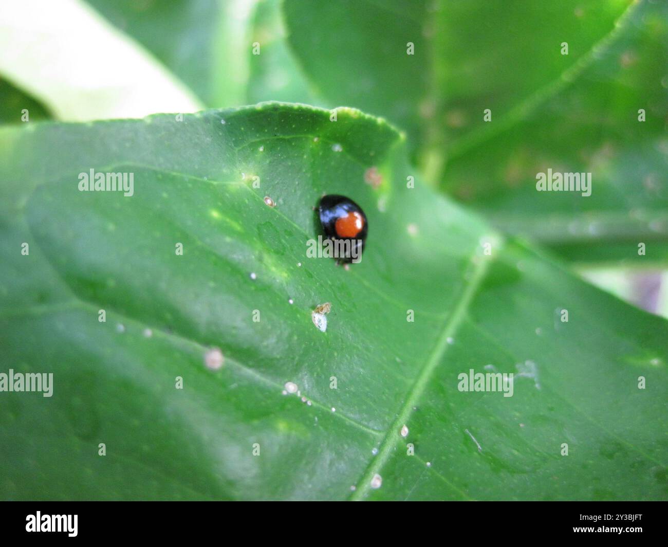 Cactus Lady Beetle (Chilocorus cacti) Insecta Stock Photo - Alamy