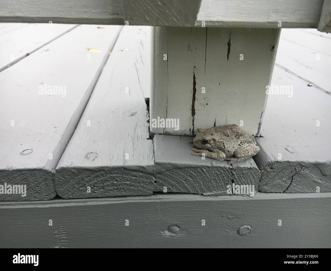 Cope's Gray Treefrog (Hyla chrysoscelis) Amphibia Stock Photo - Alamy