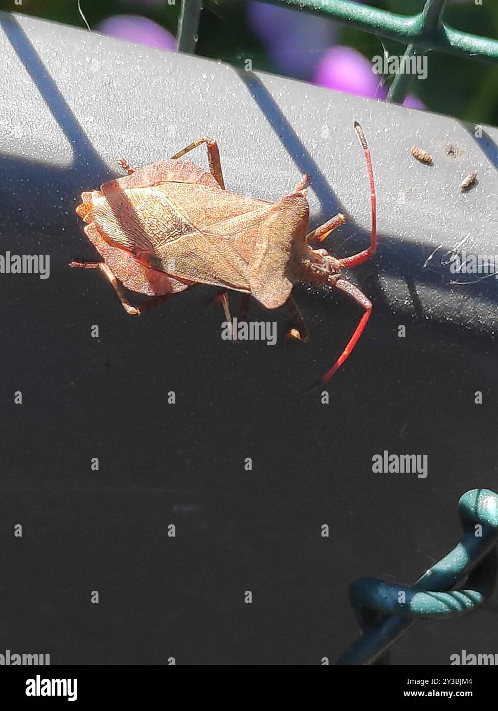 Dock Bug (Coreus marginatus) Insecta Stock Photo - Alamy