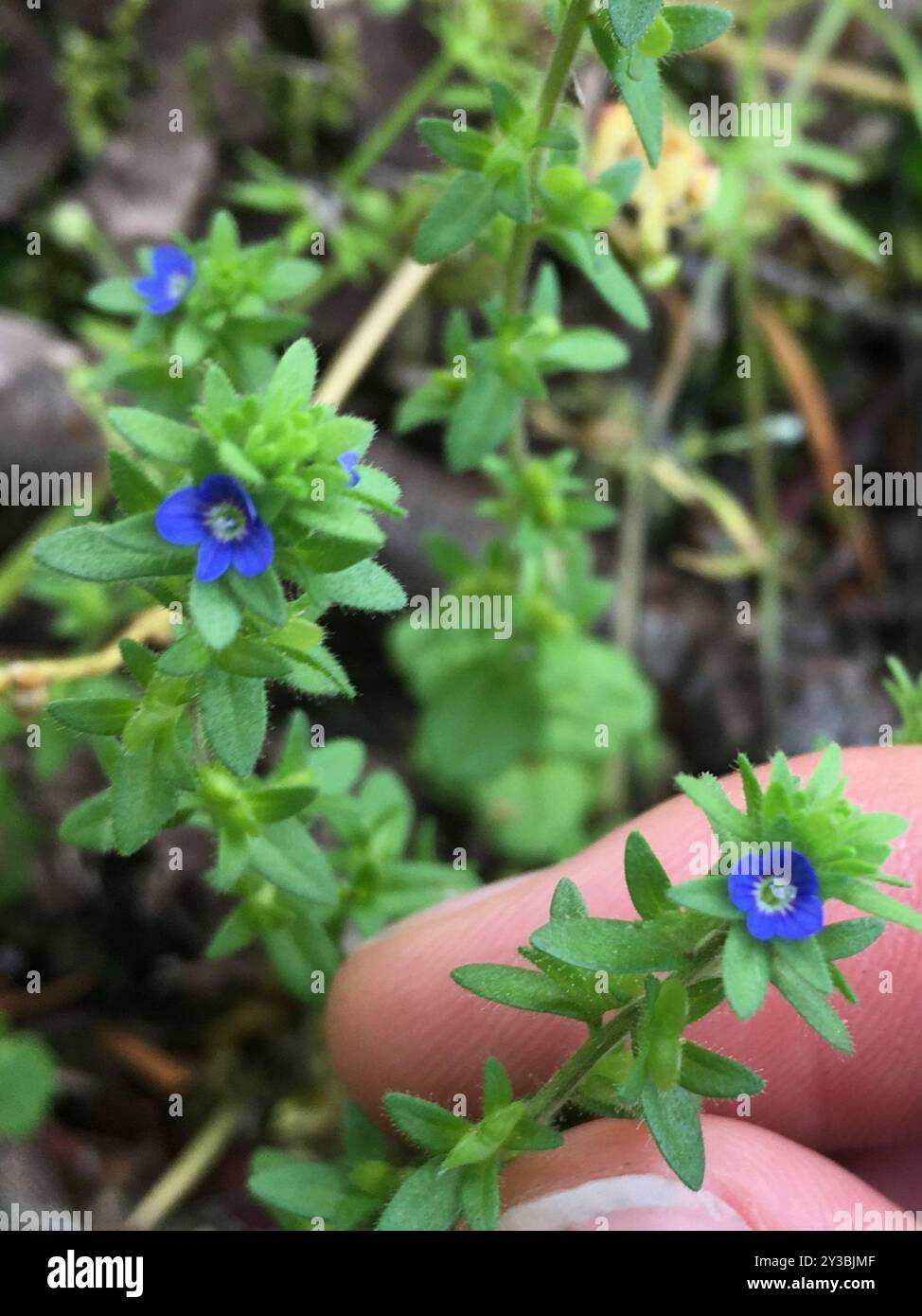 corn speedwell (Veronica arvensis) Plantae Stock Photo - Alamy