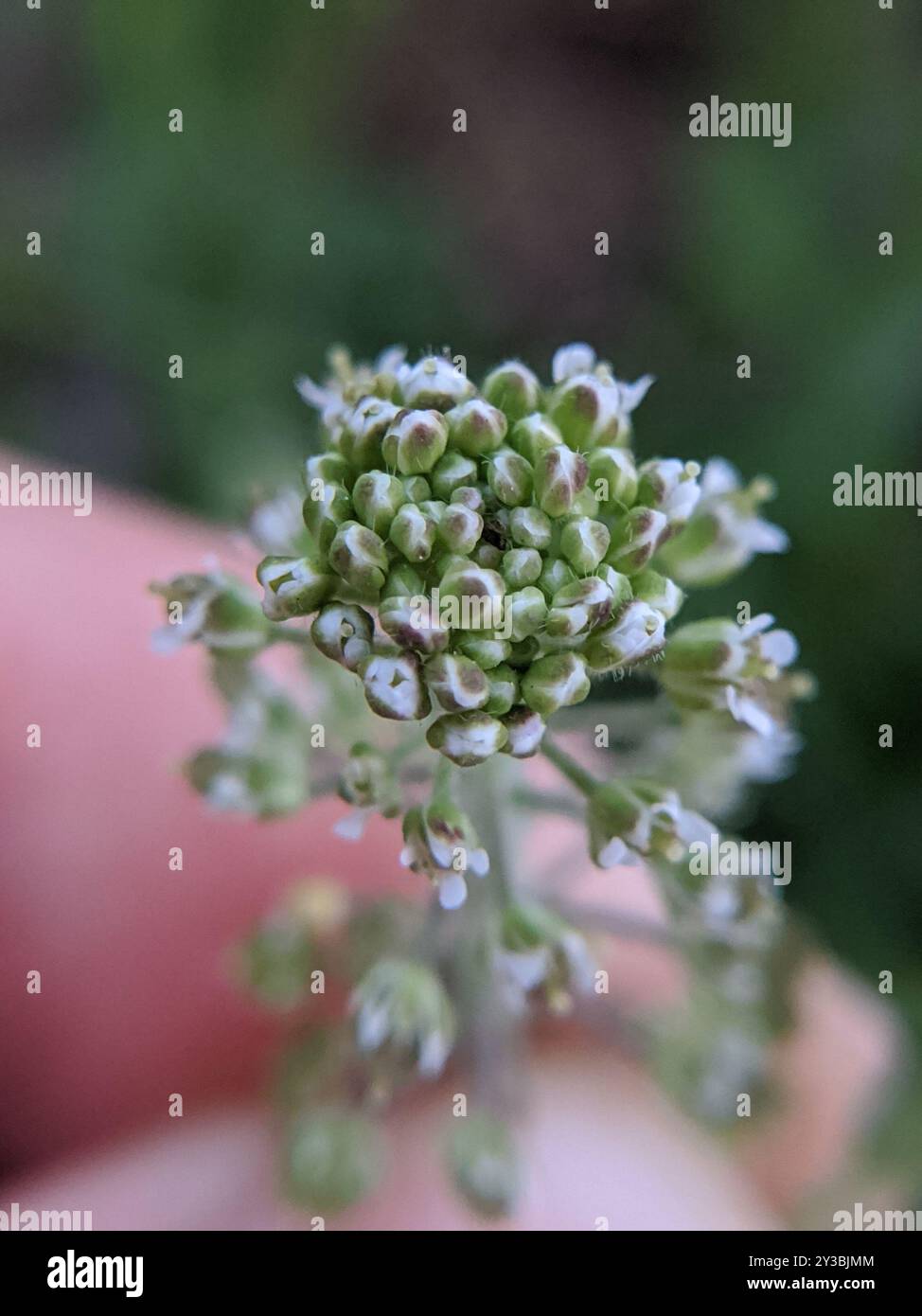 field peppergrass (Lepidium campestre) Plantae Stock Photo - Alamy
