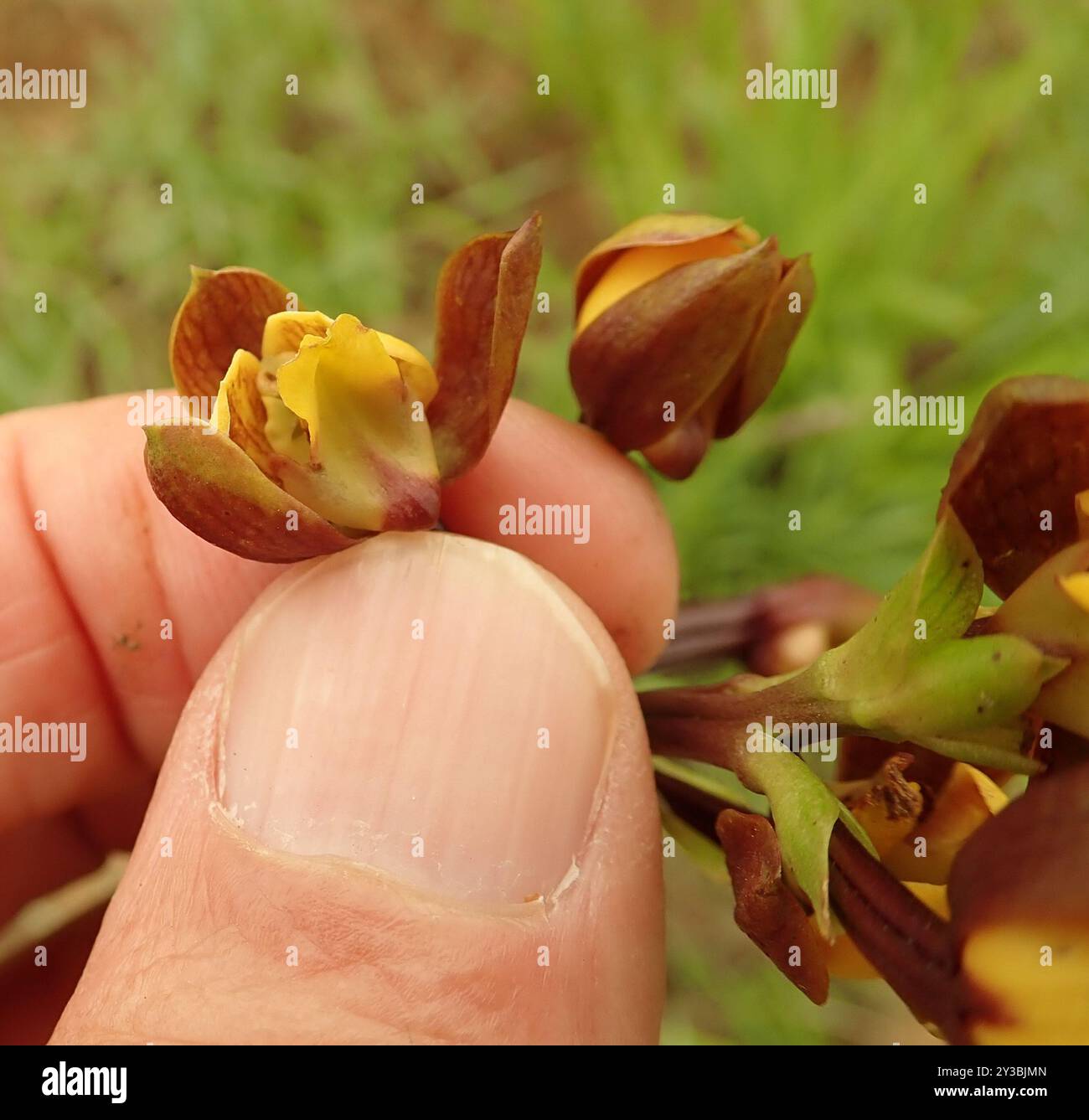 Mini Harlequin (Eulophia parviflora) Plantae Stock Photo - Alamy
