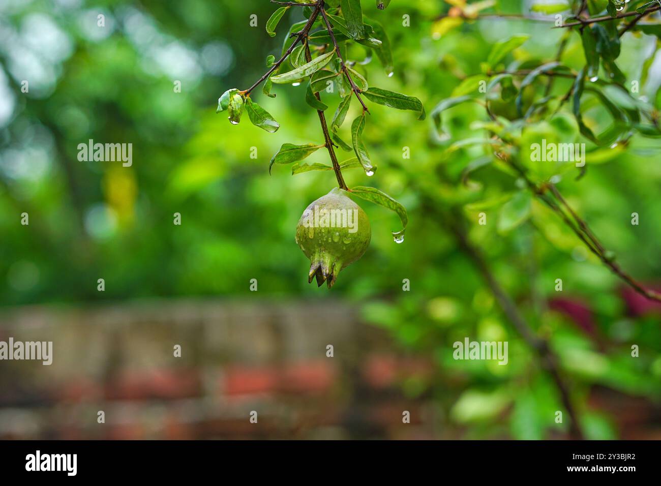 Green pomegranate fruit hanging on a tree branch in a pomegranate ...