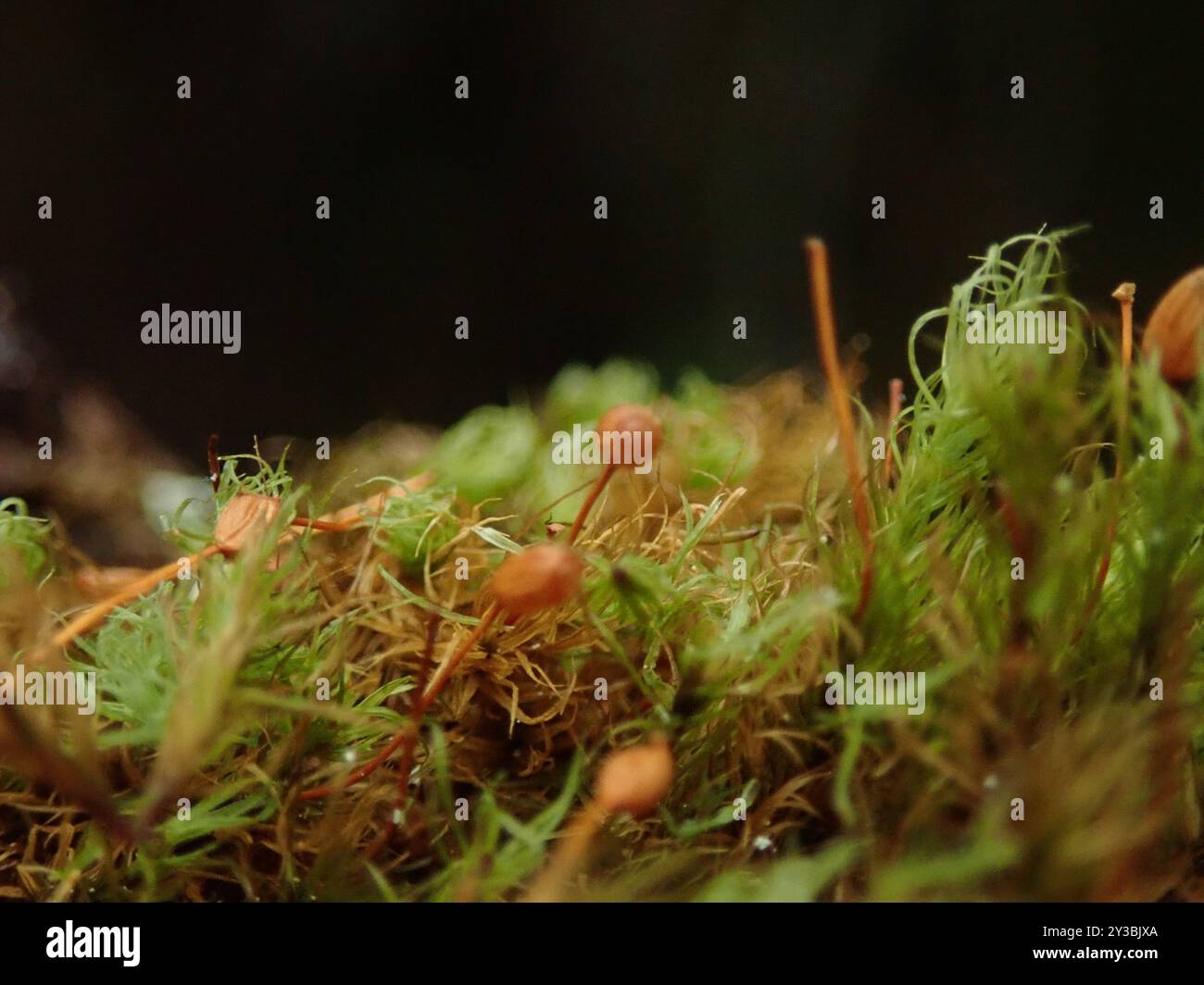 Common Apple-moss (Bartramia pomiformis) Plantae Stock Photo - Alamy