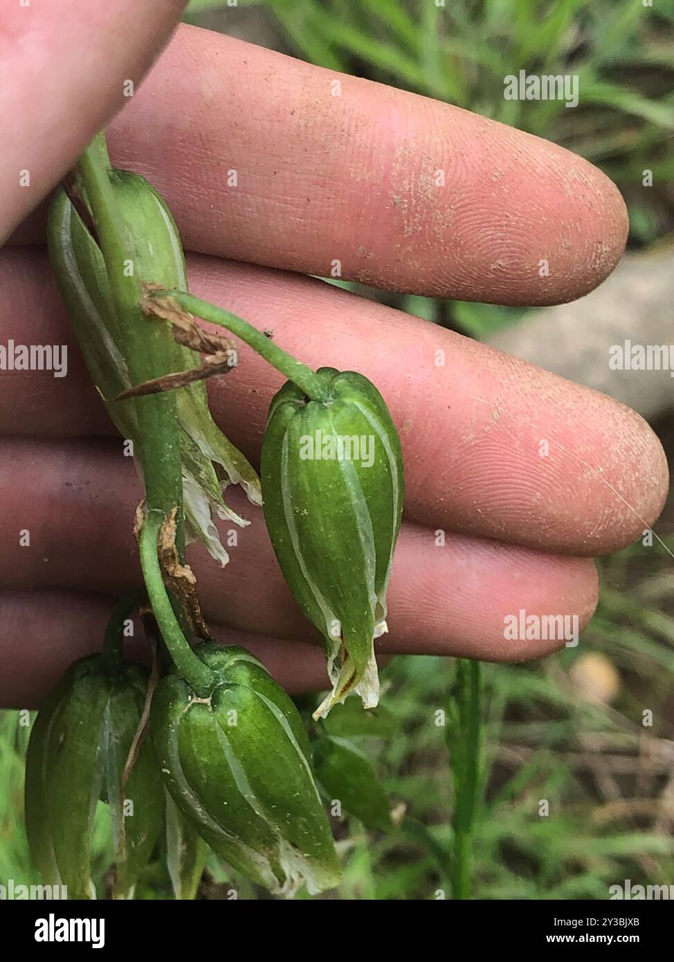 monocots (Liliopsida) Plantae Stock Photo - Alamy