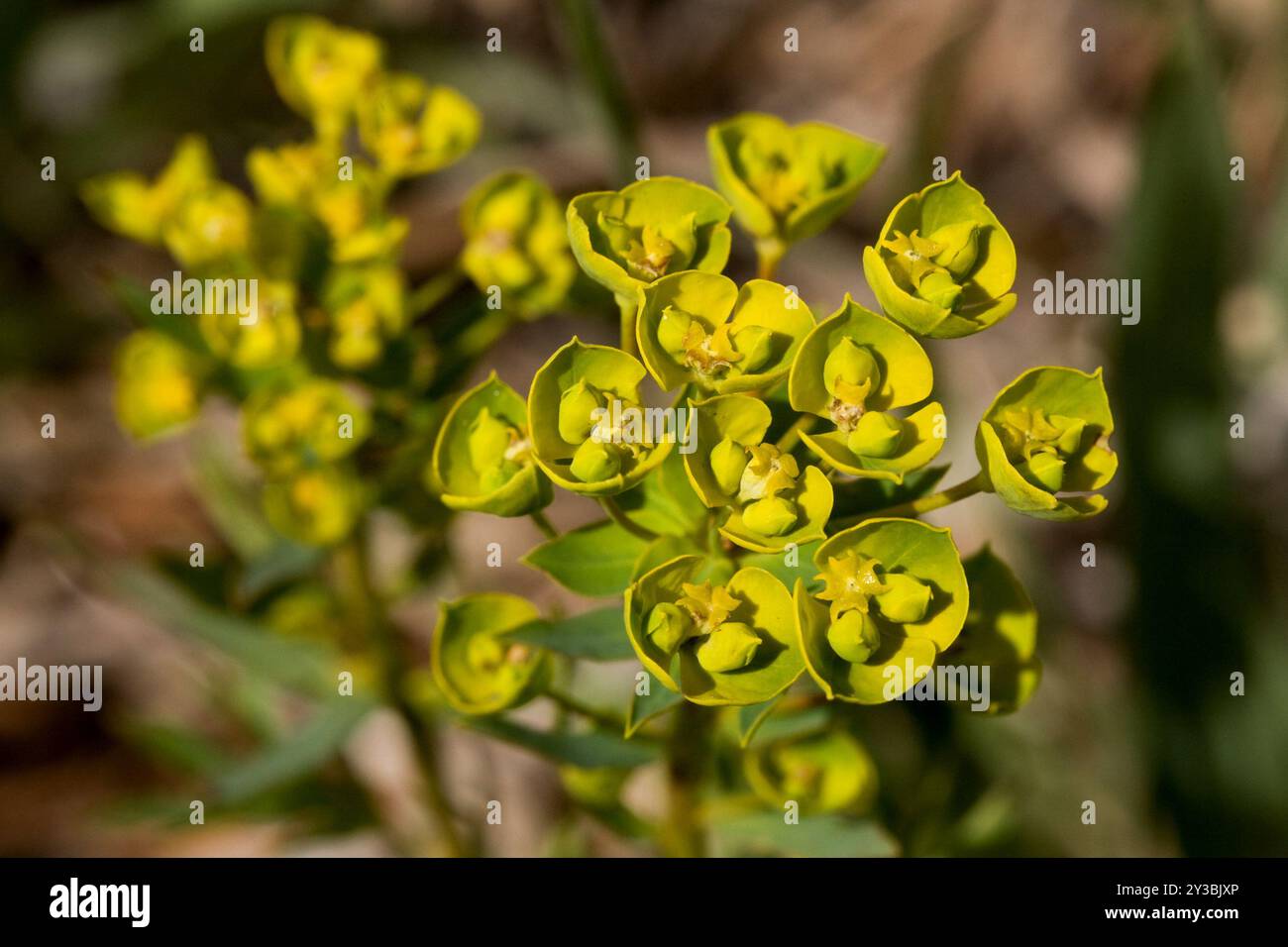leafy spurge (Euphorbia esula) Plantae Stock Photo - Alamy