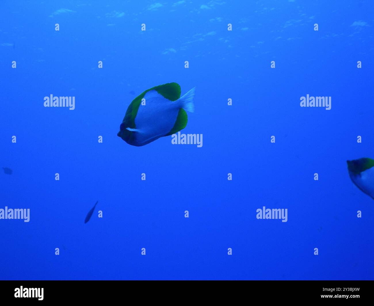 Pyramid Butterflyfish (Hemitaurichthys polylepis) Actinopterygii Stock ...