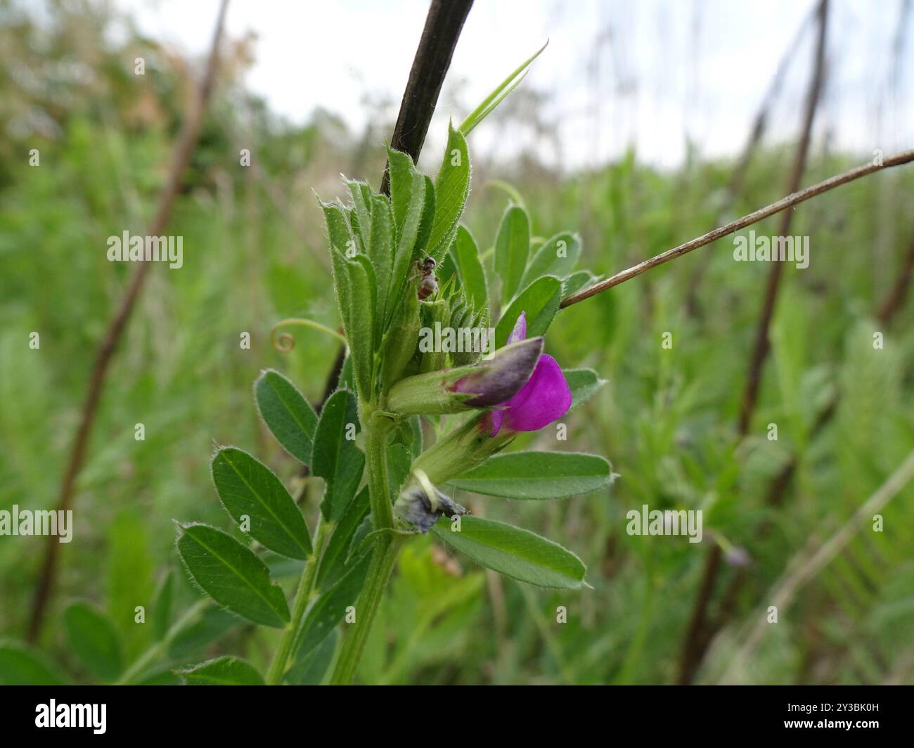 Common Vetch (Vicia sativa) Plantae Stock Photo - Alamy