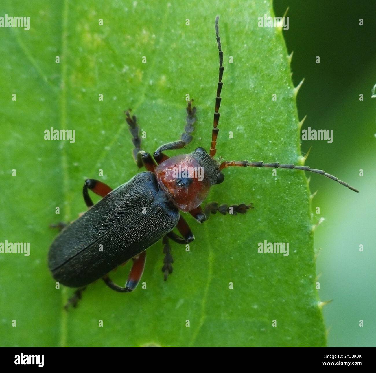 Rustic Sailor Beetle (Cantharis rustica) Insecta Stock Photo - Alamy