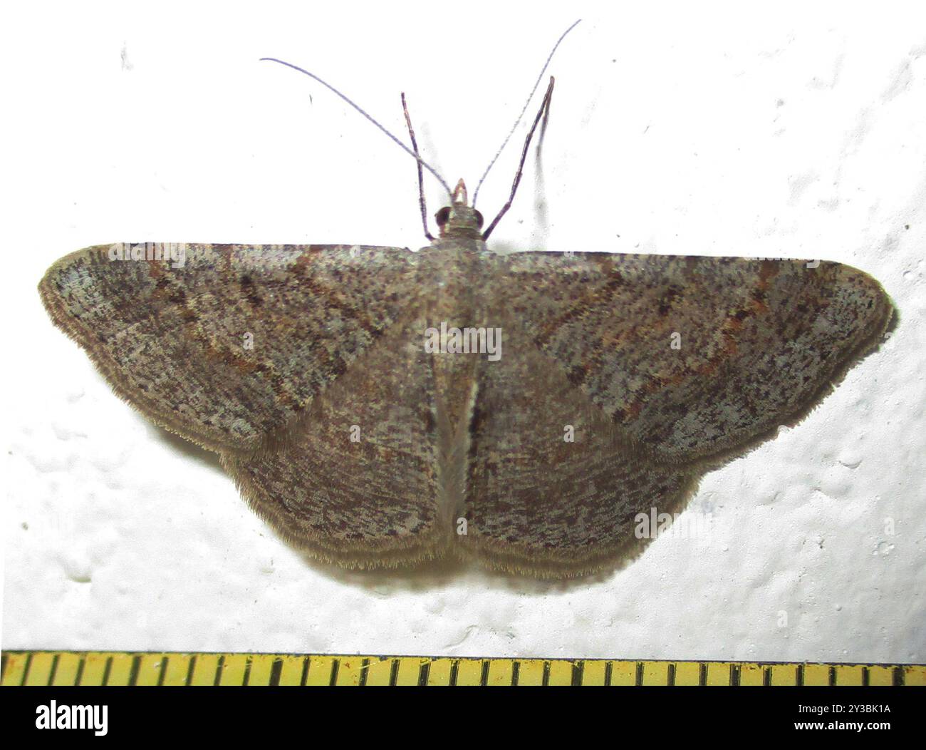 Geometer Moths (Geometridae) Insecta Stock Photo - Alamy