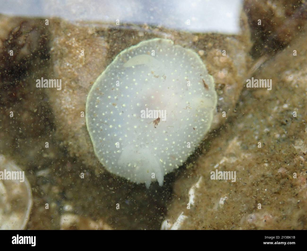 Hudson's Horned Dorid (Acanthodoris hudsoni) Mollusca Stock Photo - Alamy
