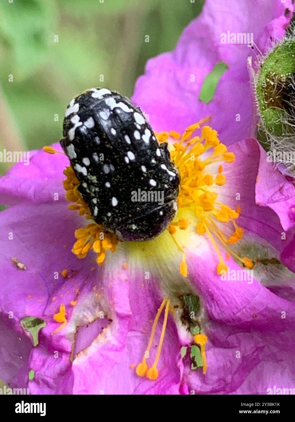 Middle Eastern Flower Scarab (Oxythyrea cinctella) Insecta Stock Photo ...
