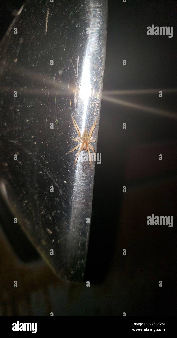 garden ghost spider (Hibana gracilis) Arachnida Stock Photo - Alamy