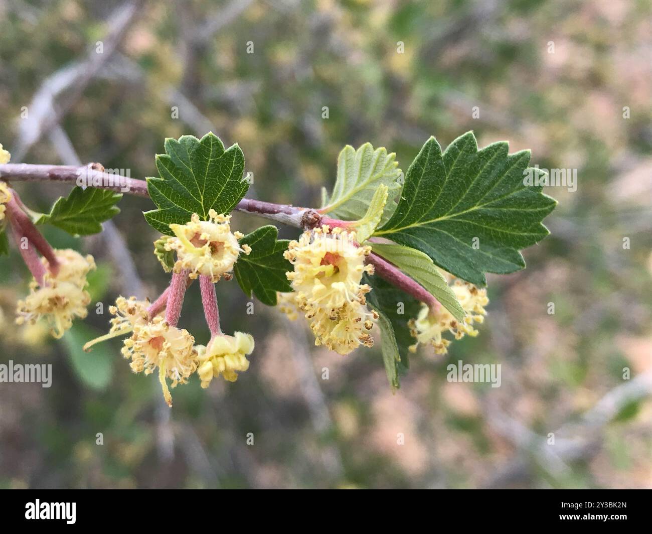 Alderleaf Mountain Mahogany (Cercocarpus montanus) Plantae Stock Photo ...