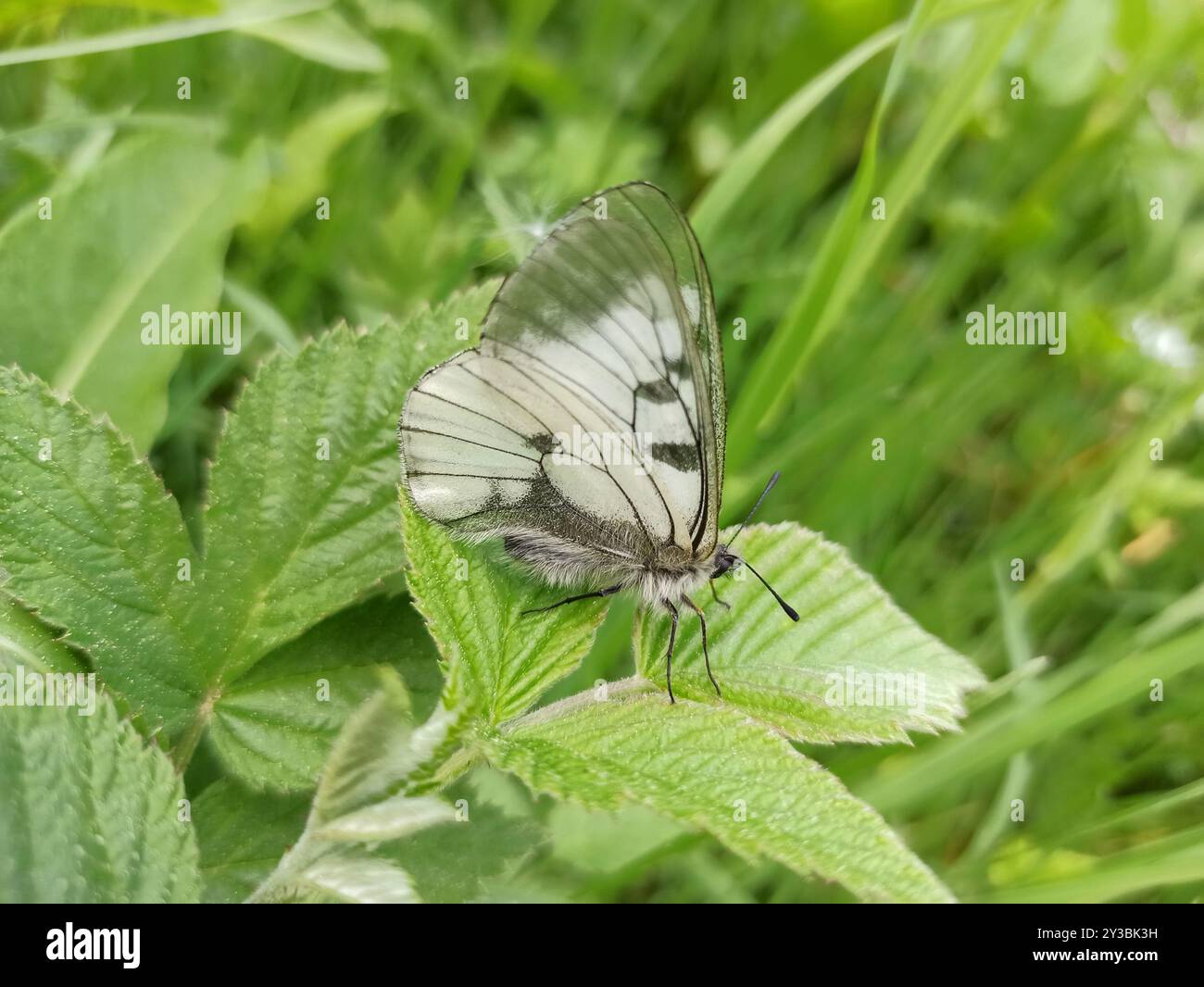 Clouded Apollo (Parnassius mnemosyne) Insecta Stock Photo - Alamy