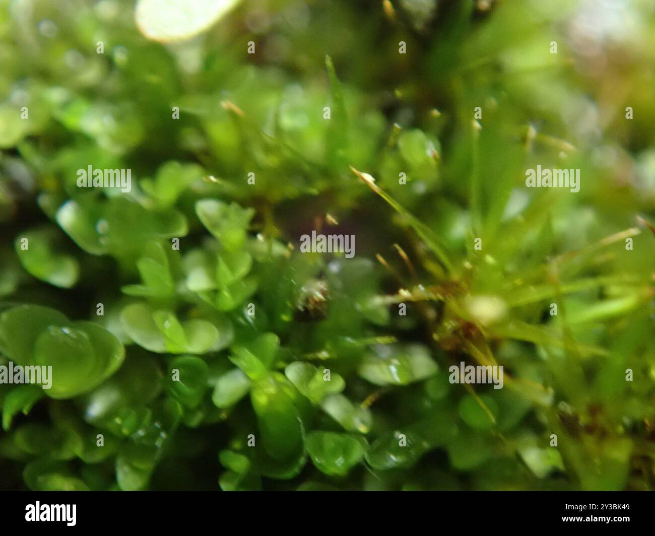 Dwarf Flapwort (Jungermannia pumila) Plantae Stock Photo - Alamy