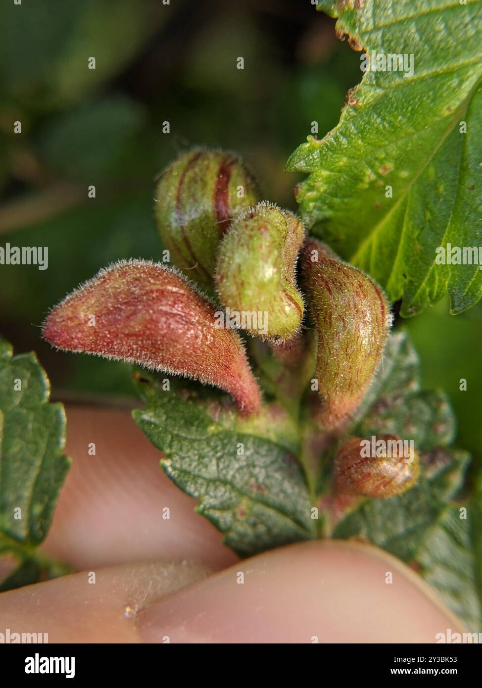 Rice Root Aphid (Tetraneura akinire) Insecta Stock Photo - Alamy