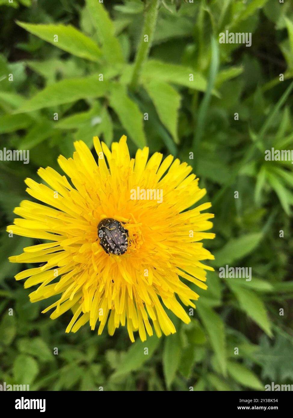 Mediterranean Spotted Chafer (Oxythyrea funesta) Insecta Stock Photo ...