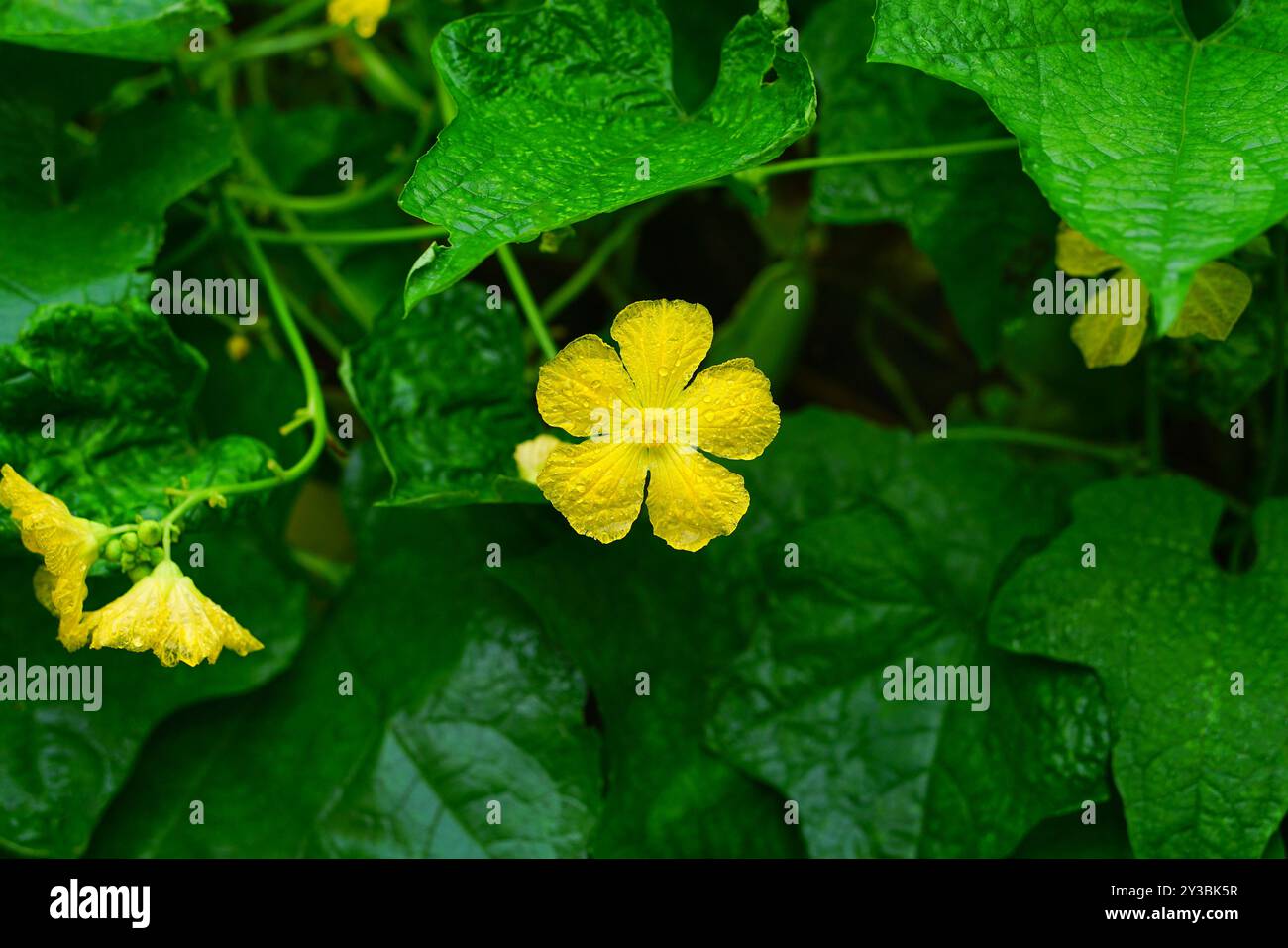 Yellow sponge gourd flower or luffa flower with raindrops on a rainy ...