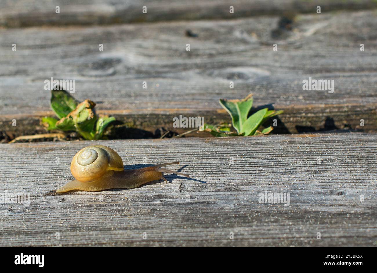 Snail crossing corduray road Stock Photo - Alamy