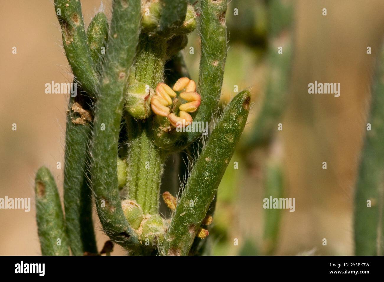 Green molly (Neokochia americana) Plantae Stock Photo - Alamy