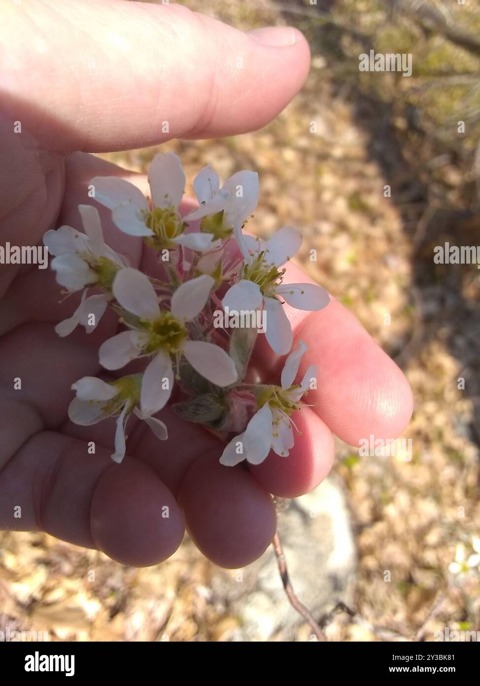 common serviceberry (Amelanchier arborea) Plantae Stock Photo - Alamy