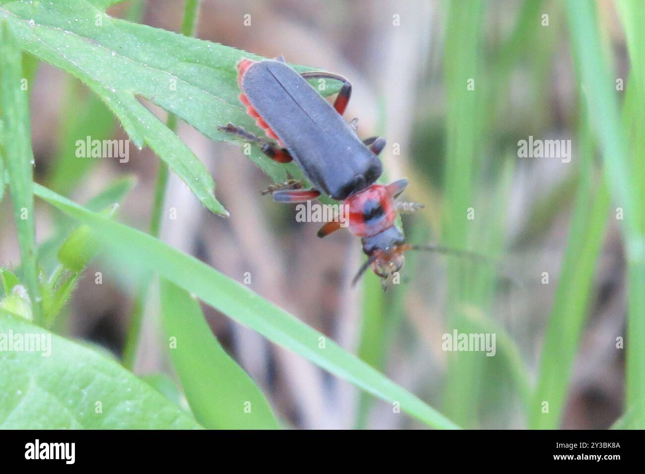 Rustic Sailor Beetle (Cantharis rustica) Insecta Stock Photo - Alamy