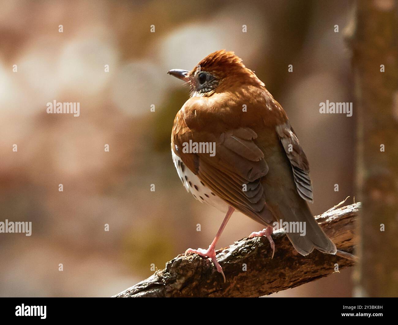 Wood Thrush (Hylocichla mustelina) Aves Stock Photo - Alamy