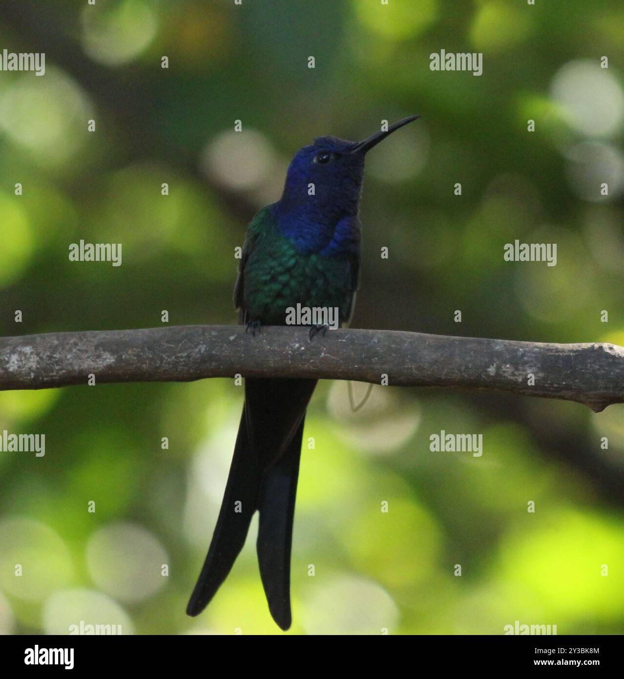 Swallow-tailed Hummingbird (Eupetomena macroura) Aves Stock Photo - Alamy