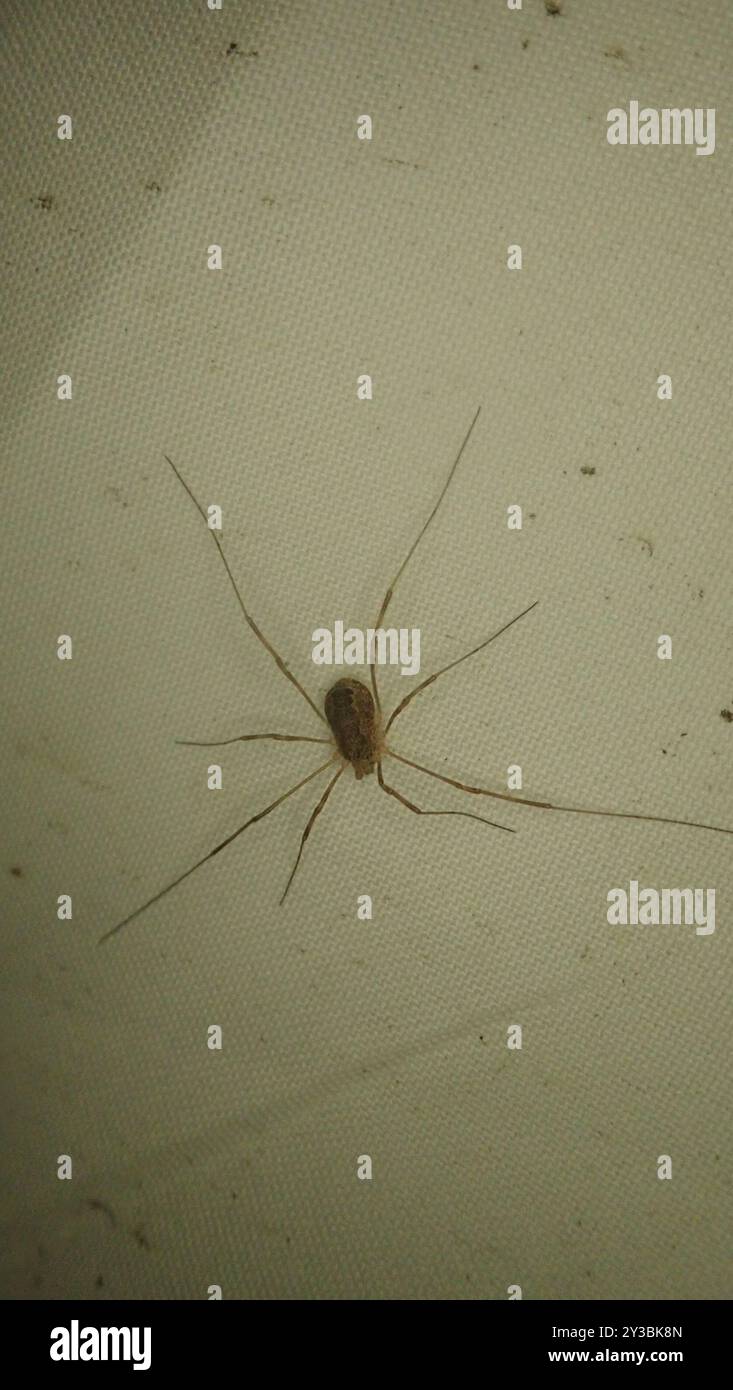 Spring Harvestman (Rilaena triangularis) Arachnida Stock Photo - Alamy
