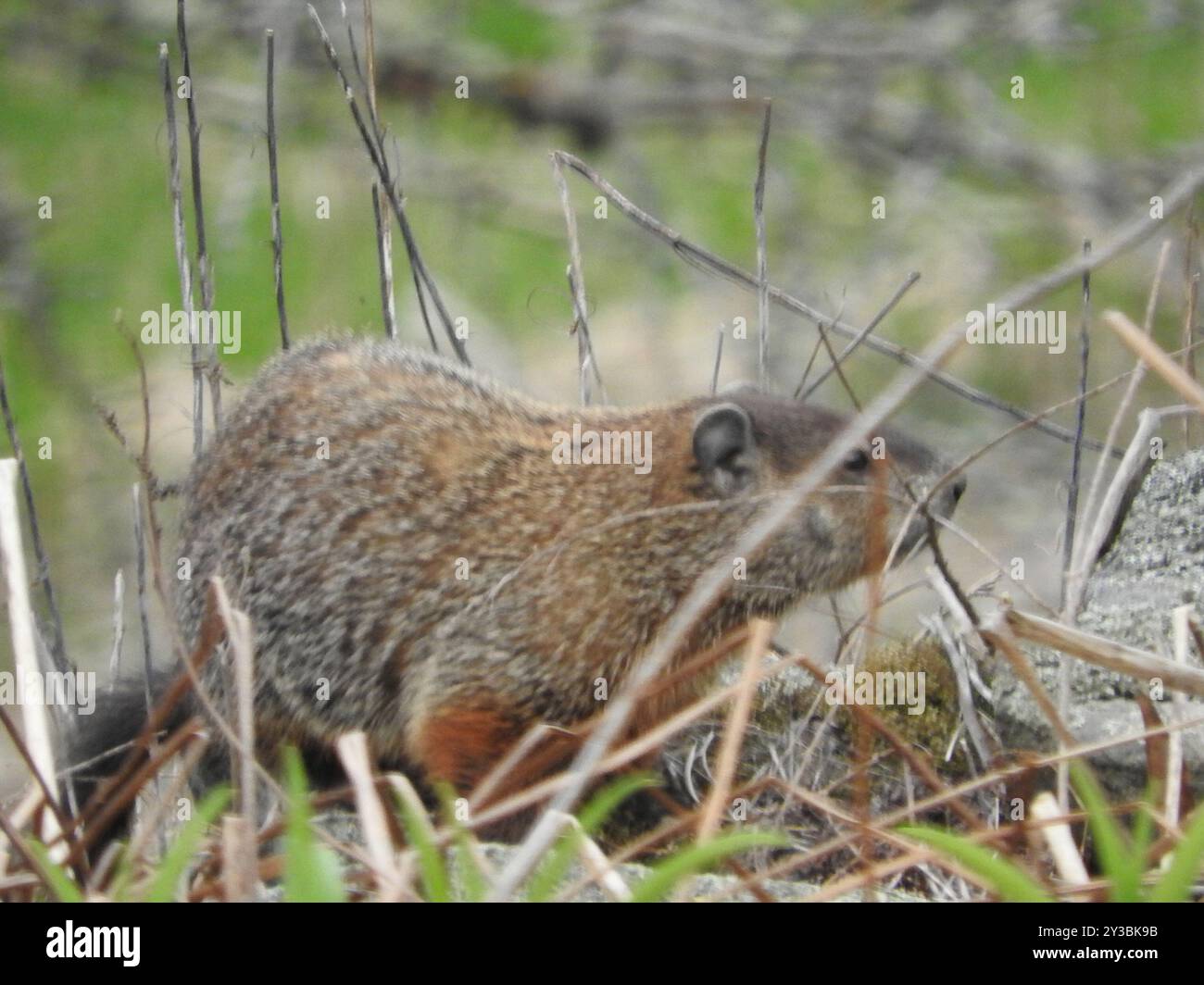 Groundhog (Marmota monax) Mammalia Stock Photo - Alamy