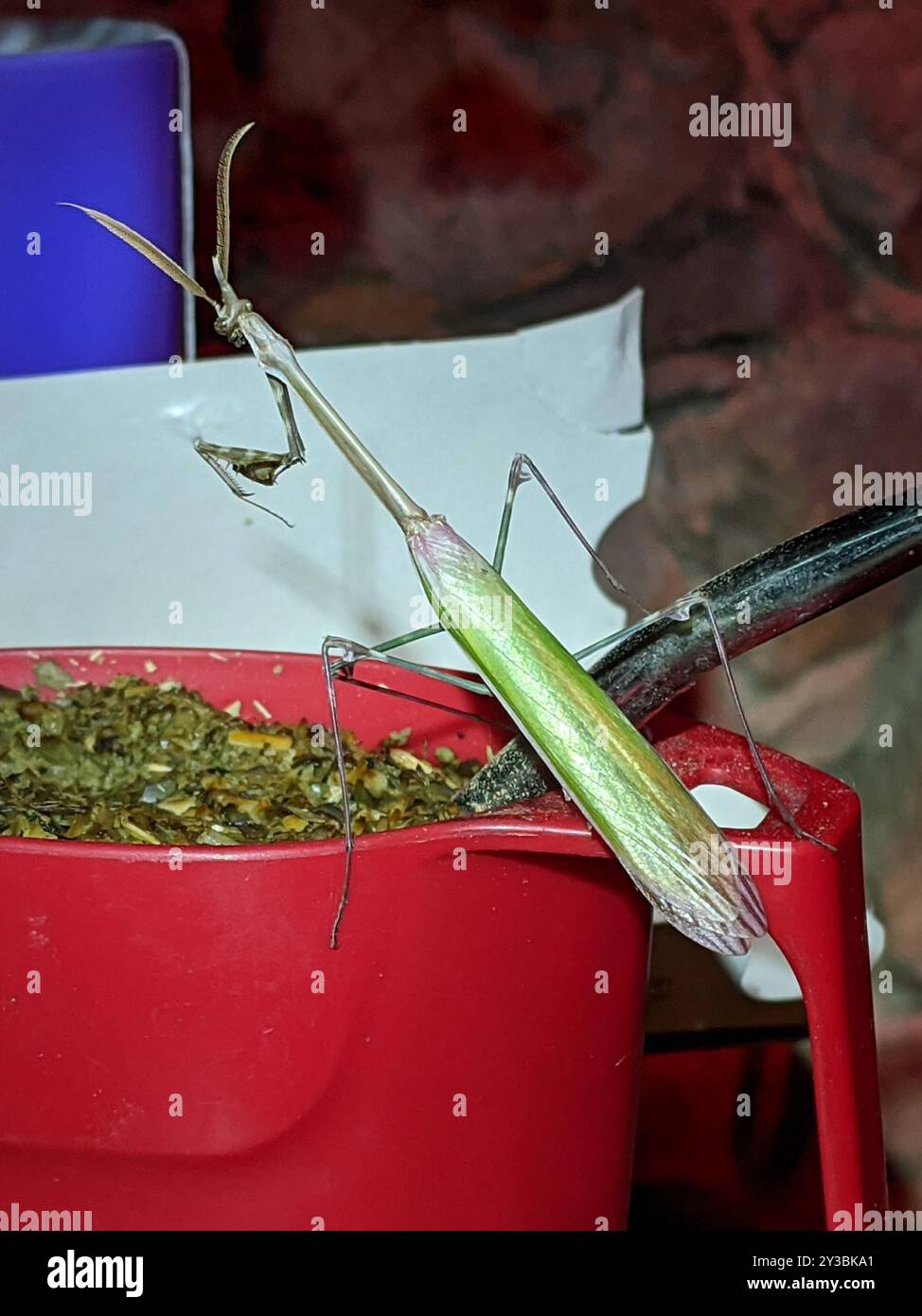 Mediterranean Conehead Mantis (Empusa pennata) Insecta Stock Photo - Alamy