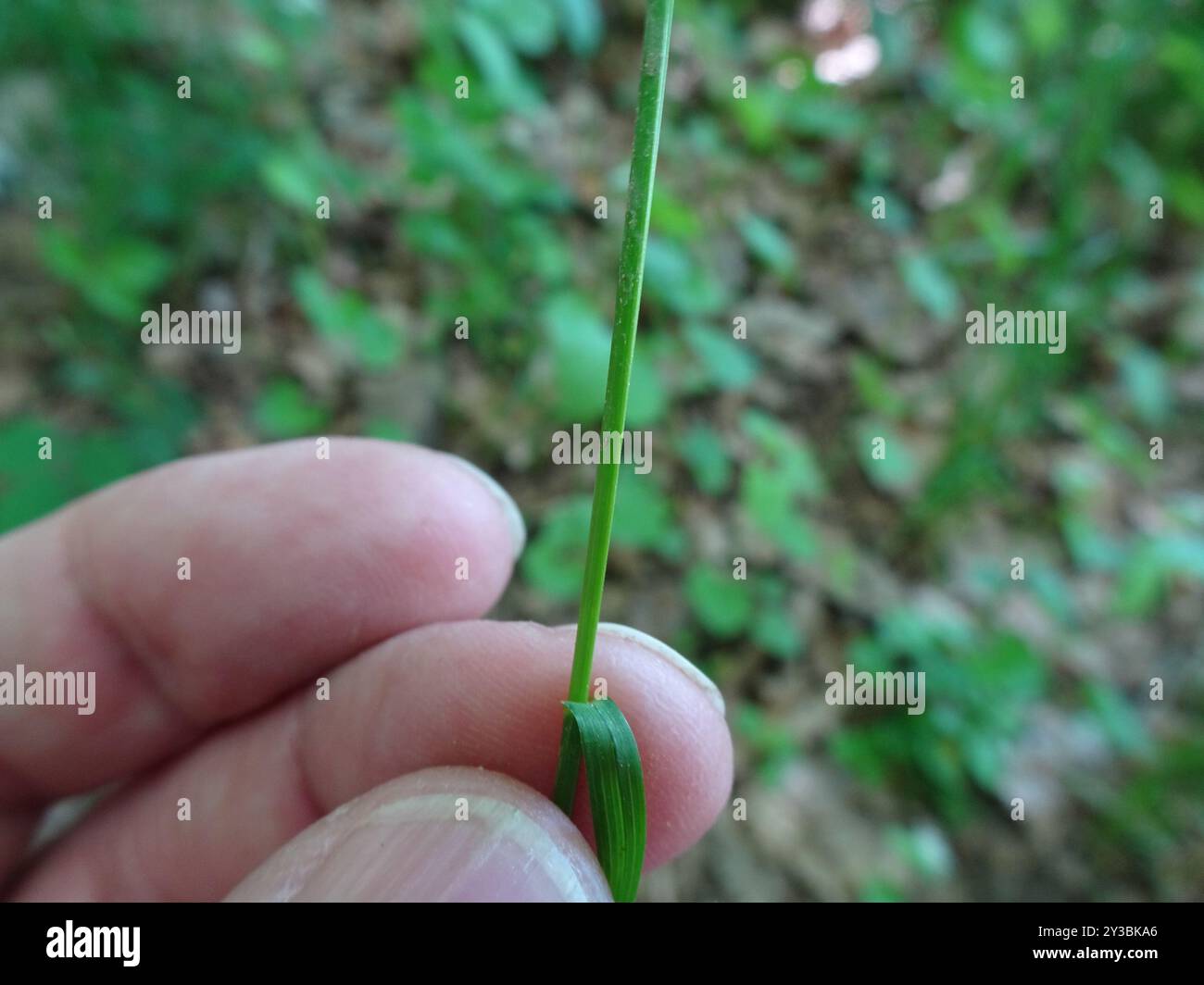 Wood Meadow-grass (Poa nemoralis) Plantae Stock Photo - Alamy