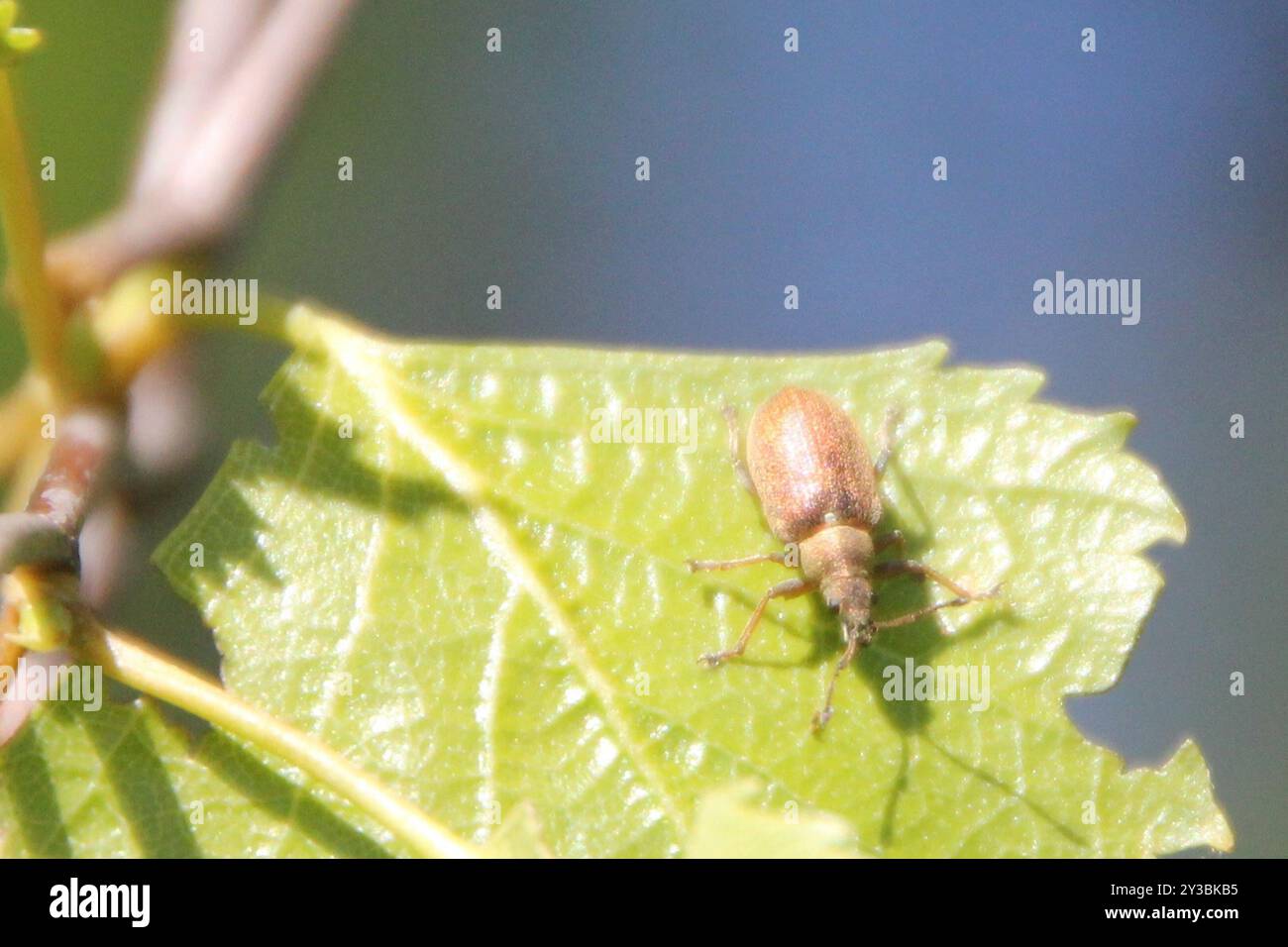Common Leaf Weevil (Phyllobius pyri) Insecta Stock Photo - Alamy