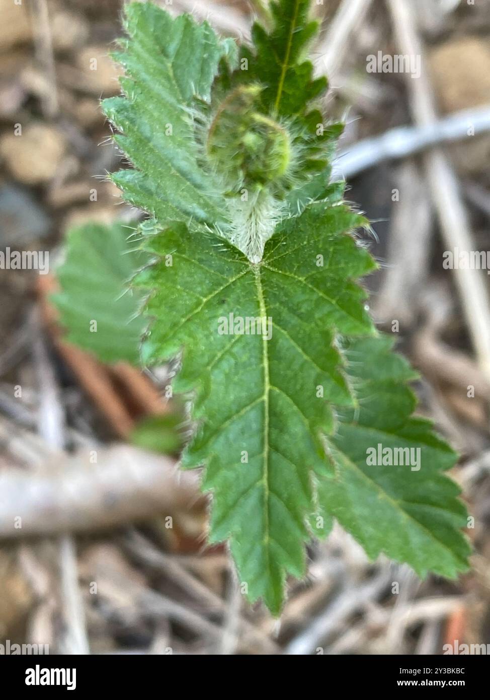 Nettleleaf Noseburn (Tragia urticifolia) Plantae Stock Photo - Alamy