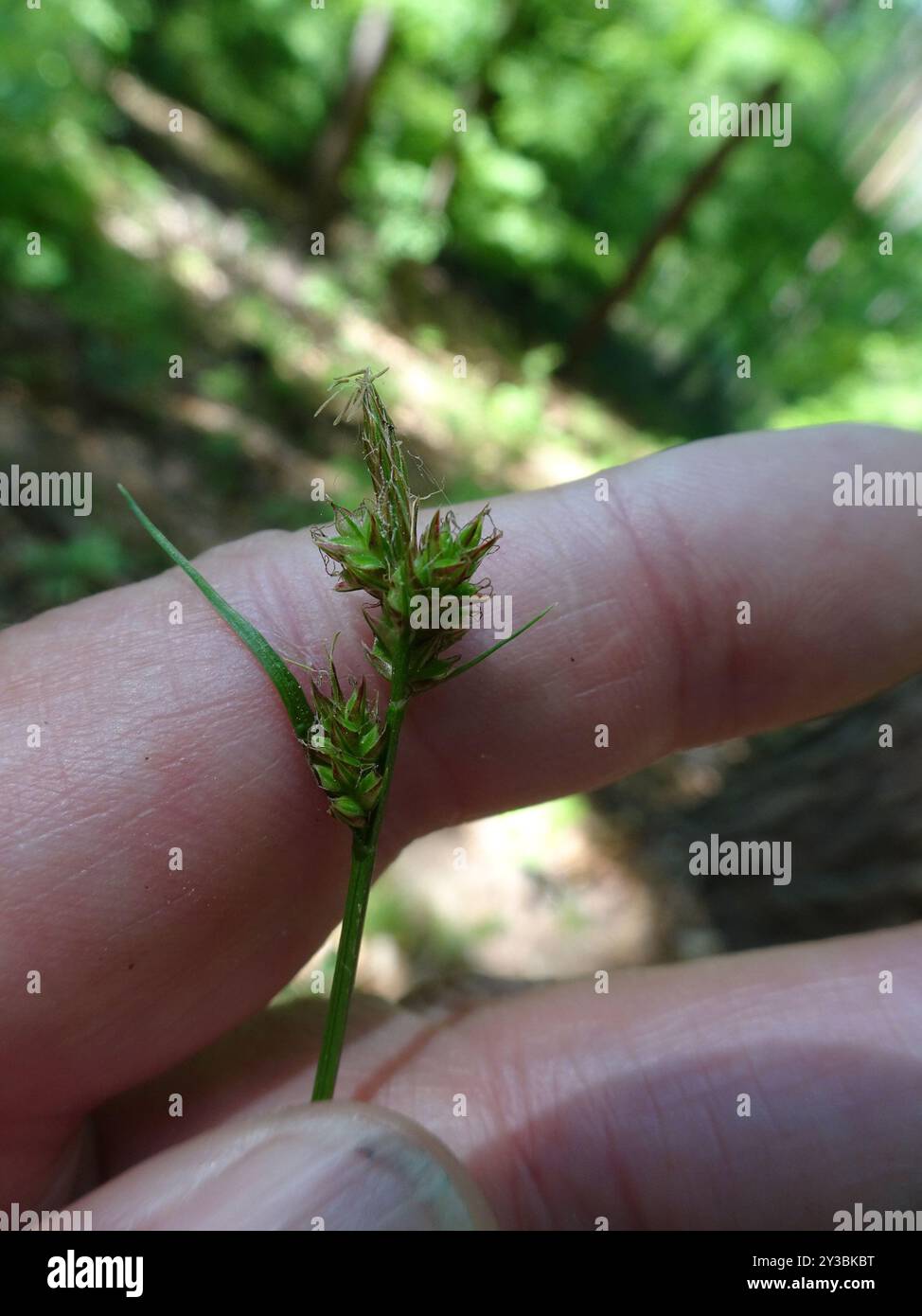 Pill Sedge (Carex pilulifera) Plantae Stock Photo - Alamy