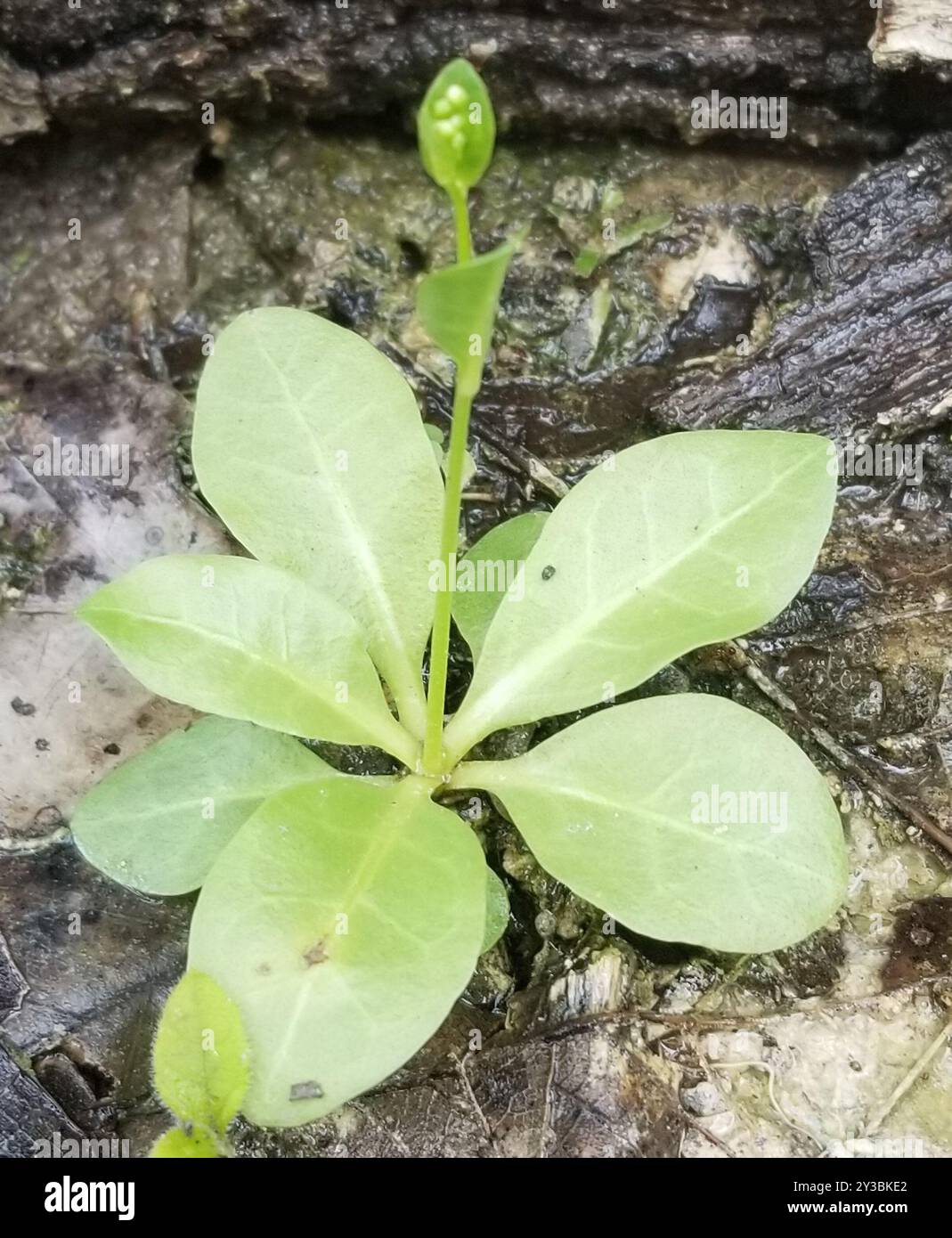 seaside brookweed (Samolus parviflorus) Plantae Stock Photo - Alamy