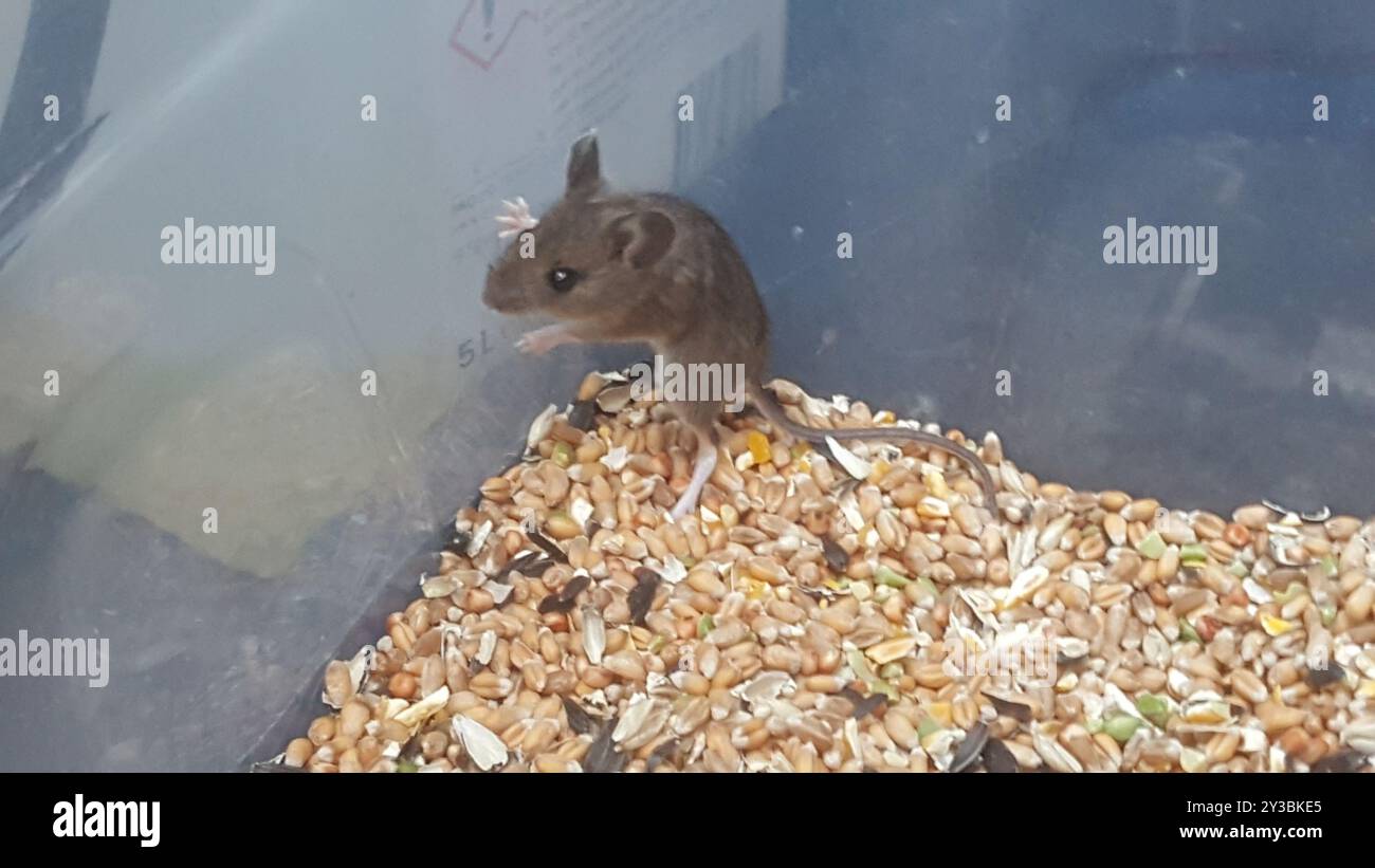 European Wood Mouse (Apodemus sylvaticus) Mammalia Stock Photo - Alamy