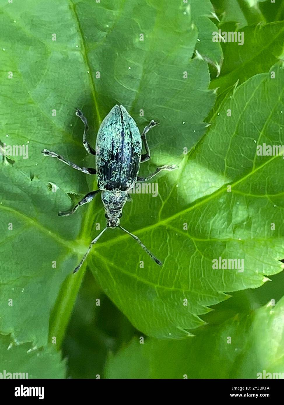 Nettle weevil (Phyllobius pomaceus) Insecta Stock Photo - Alamy