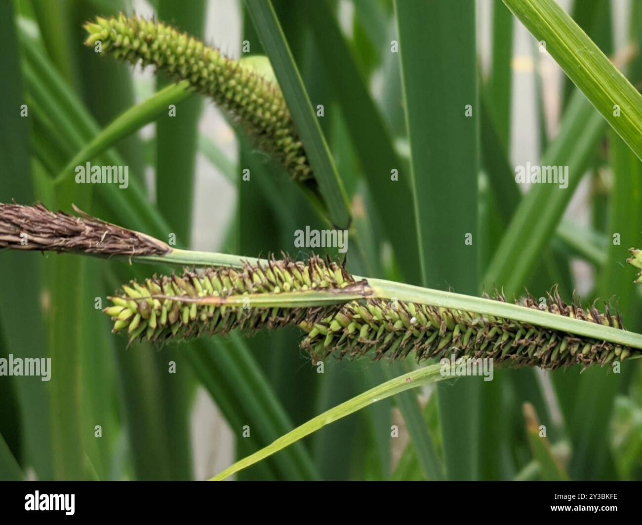 lesser pond sedge (Carex acutiformis) Plantae Stock Photo - Alamy