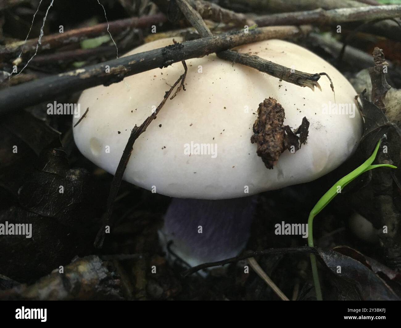 Field Blewit (Collybia personata) Fungi Stock Photo - Alamy
