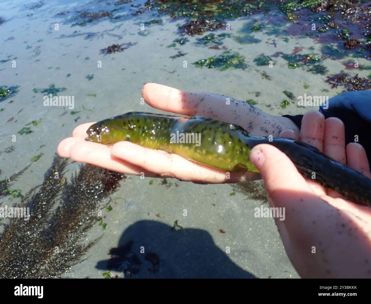 Penpoint Gunnel (Apodichthys flavidus) Actinopterygii Stock Photo - Alamy